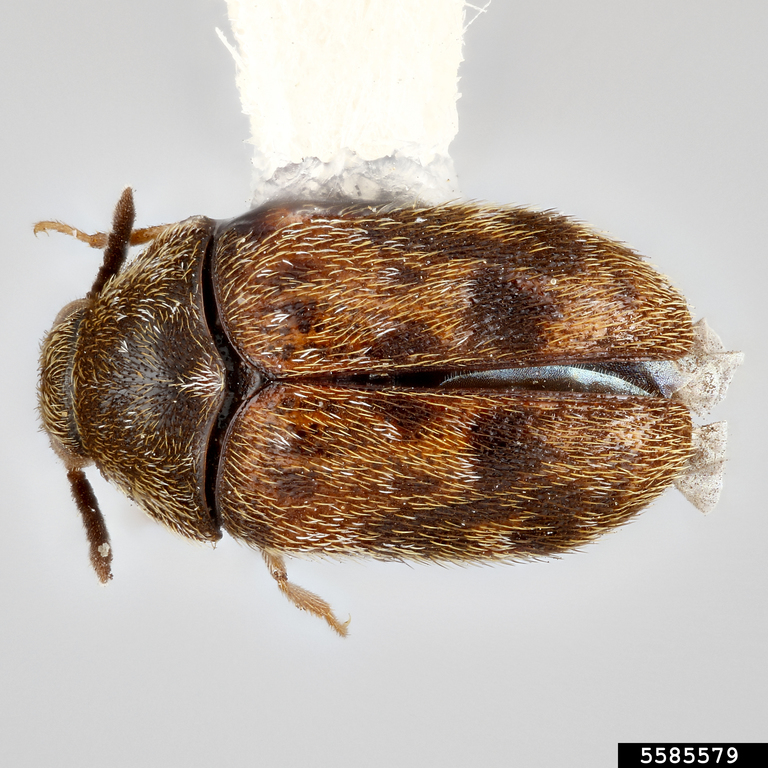 Carpet beetle (Trogoderma sternale ssp. maderae Beal)