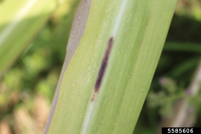 sugarcane red rot (Colletotrichum falcatum Went 1893)