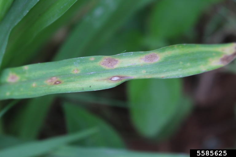 Pyricularia grisea Sacc.