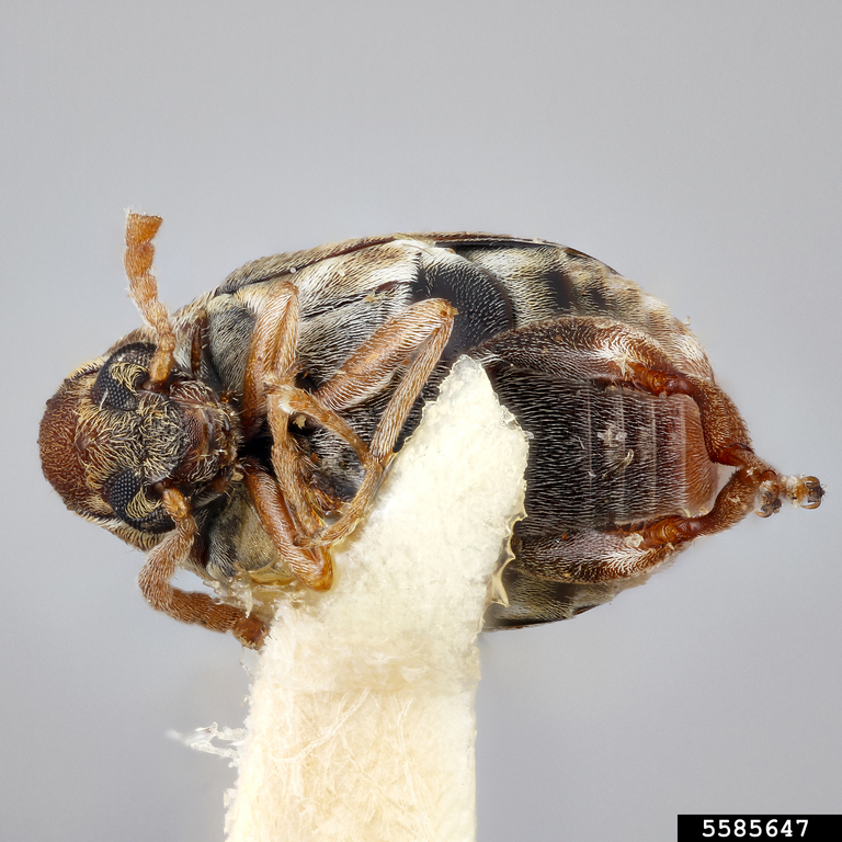Bean weevil (Acanthoscelides speciosus)