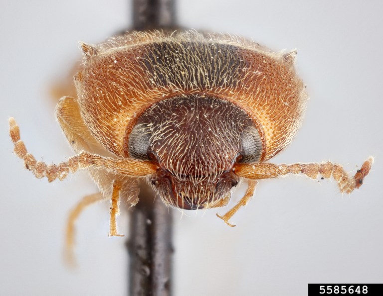 Click beetle (Aeolus dorsalis (Say))
