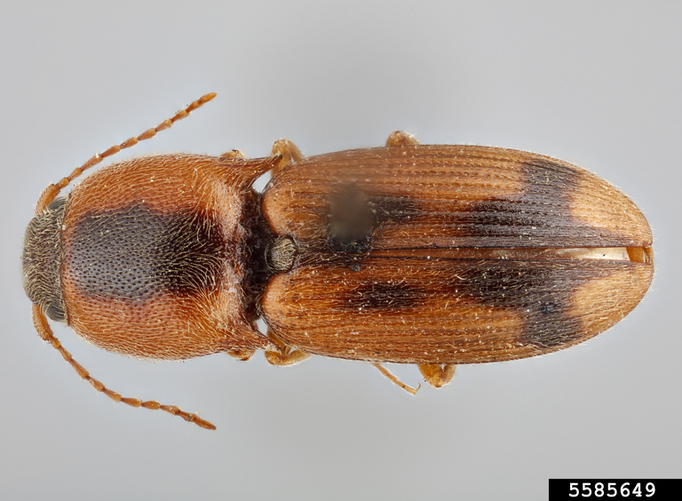 Click beetle (Aeolus dorsalis (Say))