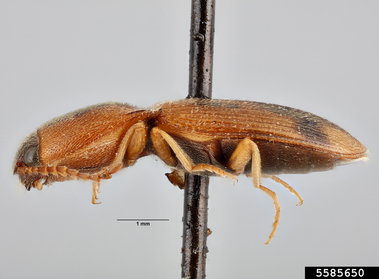 Click beetle (Aeolus dorsalis)