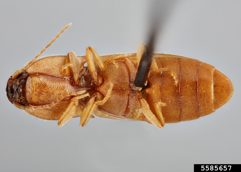 Click beetle (Aeolus dorsalis (Say))