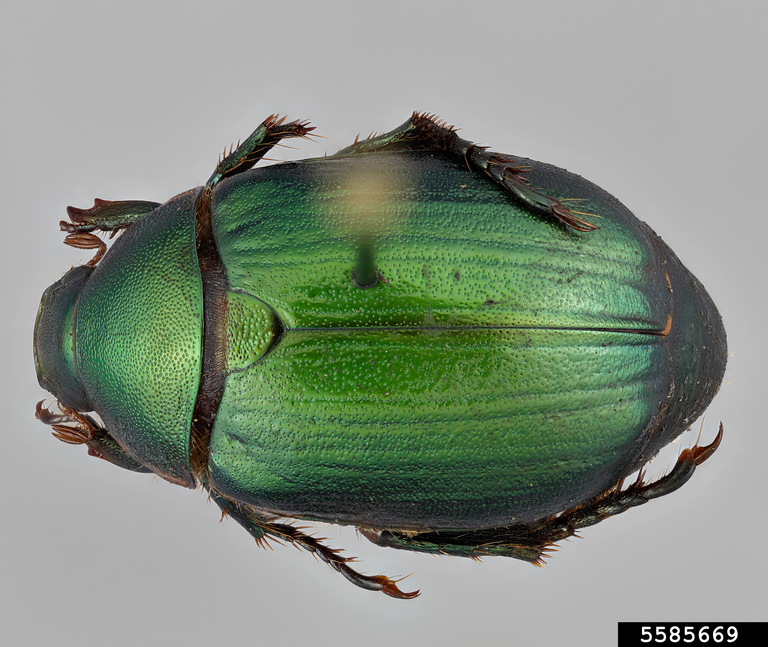 Shining leaf chafers (Anomala ausonia)