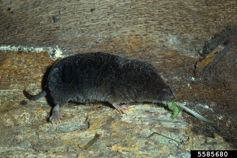 Northern short-tailed shrew (Blarina brevicauda (Say, 1823))