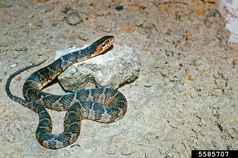 broad-banded water snake (Nerodia fasciata confluens (Blanchard, 1923))