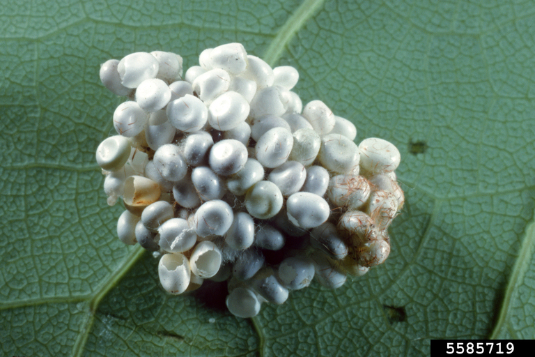 tuliptree silkmoth (Callosamia angulifera (Walker))