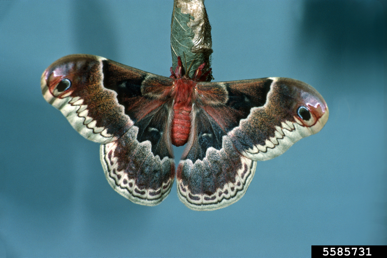 promethea moth, Callosamia promethea (Lepidoptera: Saturniidae) - 5585731