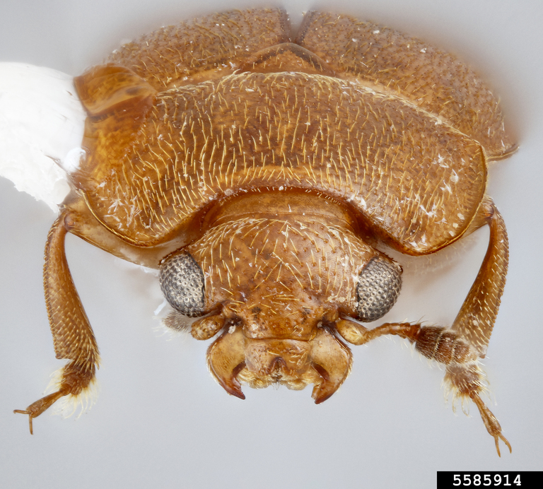 Pineapple sap beetle (Epuraea luteola Erichson)