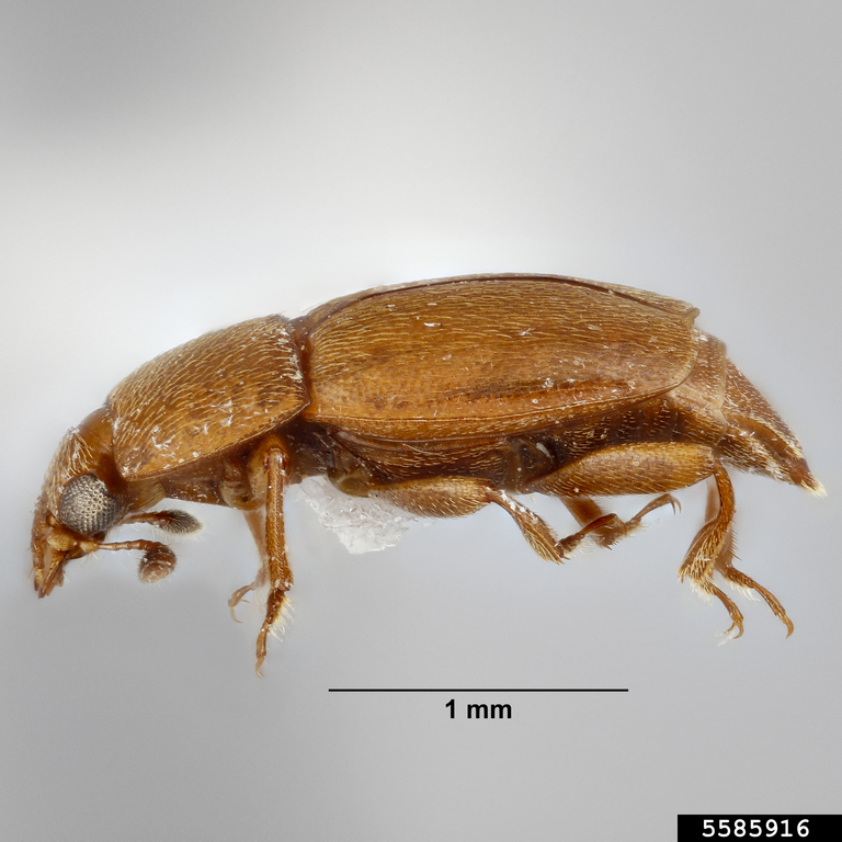 Pineapple sap beetle (Epuraea luteola Erichson)