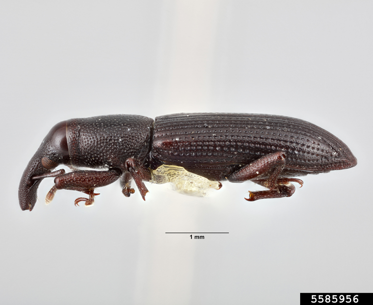 citrus flower beetle (Oxydema fusiforme Wollaston, T. V., 1873)