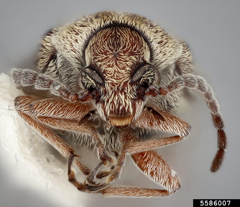 Bean weevil (Acanthoscelides schaefferi)