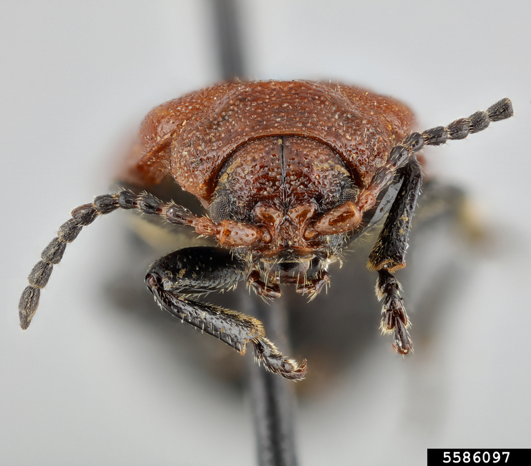 Leaf beetle (Galeruca rufa Germar)
