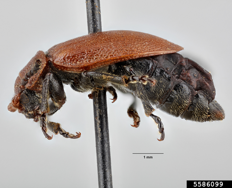 Leaf beetle (Galeruca rufa)