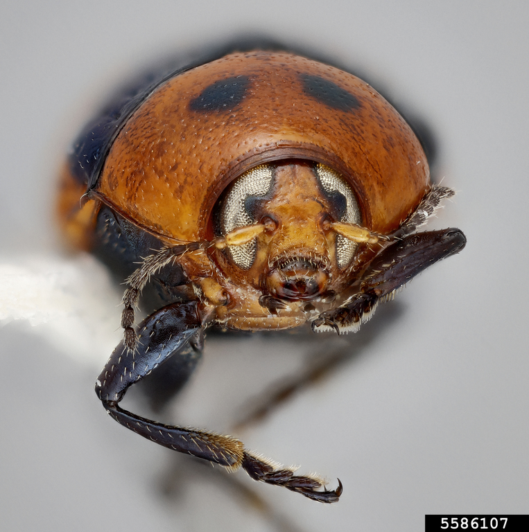 Case-bearing leaf beetles (Lexiphanes guerini)