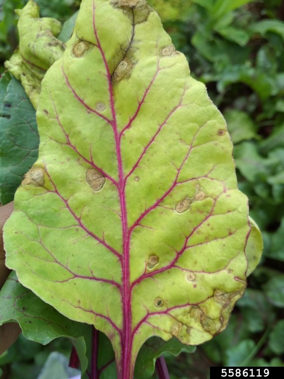 black spot (Alternaria brassicae (Berk.) Sacc.)