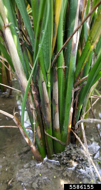 Rhizoctonia damping-off, blight and rot (Rhizoctonia solani J.G. Kühn)