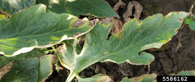 early blight (Alternaria solani Sorauer)