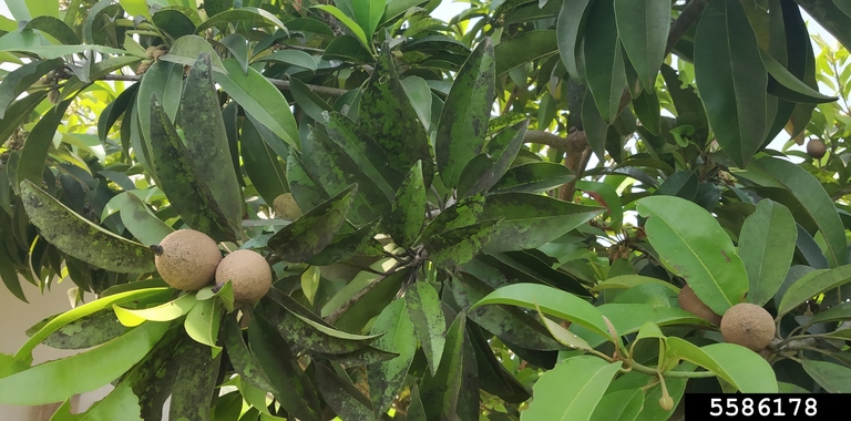 Sooty Mold (Genus Capnodium)