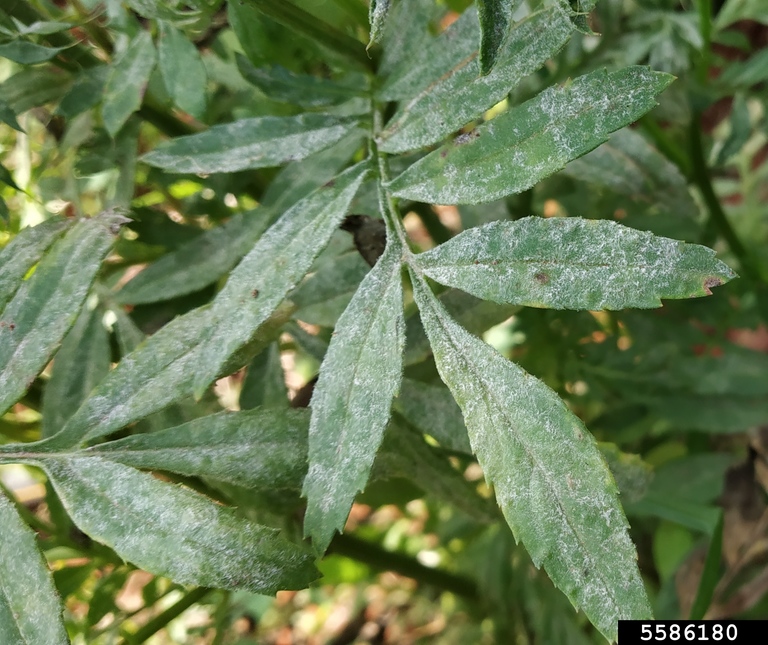 powdery mildew (Genus Oidium Link)
