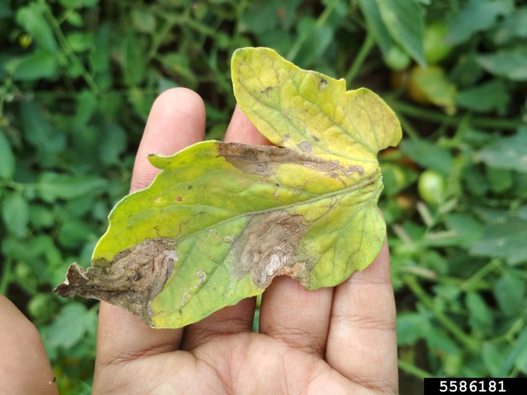 early blight (Alternaria solani Sorauer)