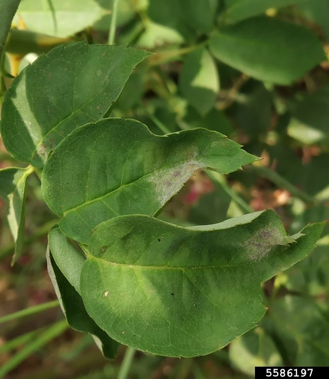 powdery mildew (Podosphaera pannosa (Wallr.) de Bary)