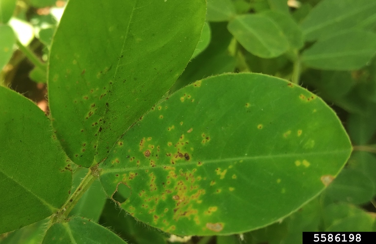 peanut rust (Puccinia arachidis Speg. 1884)