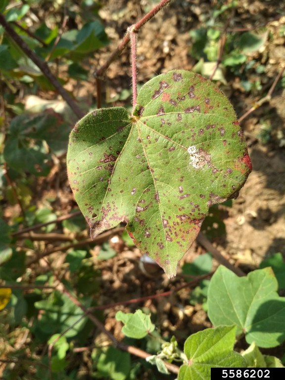 angular leaf spot of cotton (Xanthomonas citri ssp. malvacearum)