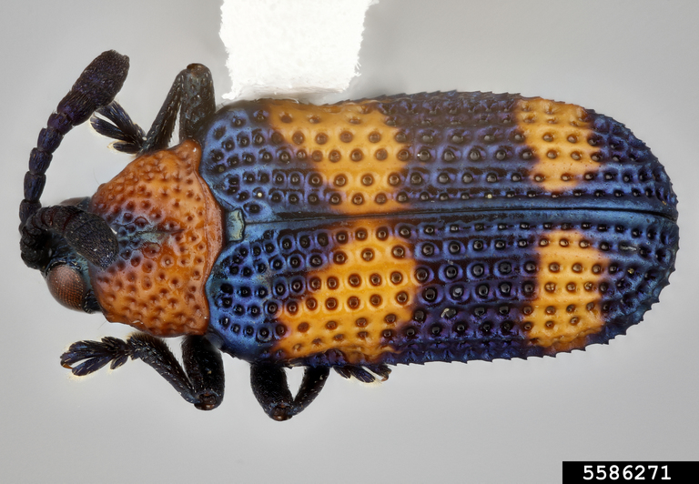 hispine beetle (Microrhopala pulchella Baly)