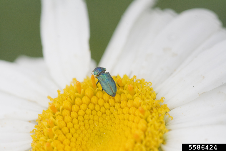 metallic wood boring beetle (Anthaxia podolica Mannerheim, 1837)