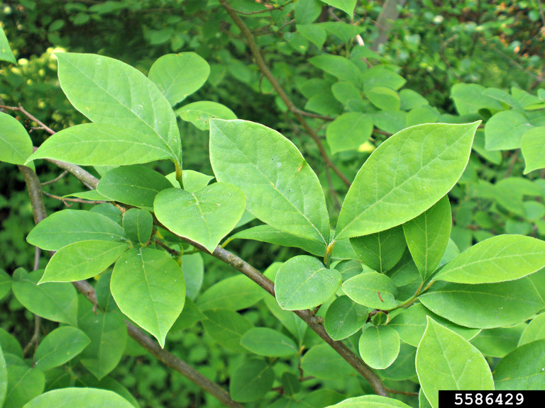 northern spicebush (Lindera benzoin (L.) Blume)