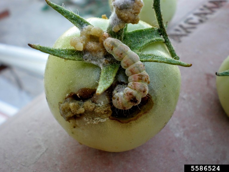 old world bollworm, cotton bollworm (Helicoverpa armigera)