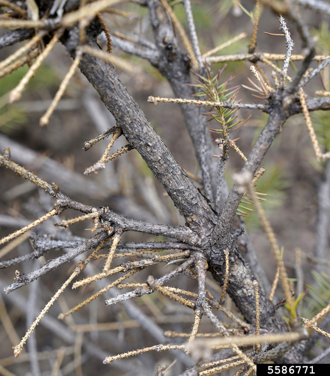 dragon spruce (Picea asperata Mast.)