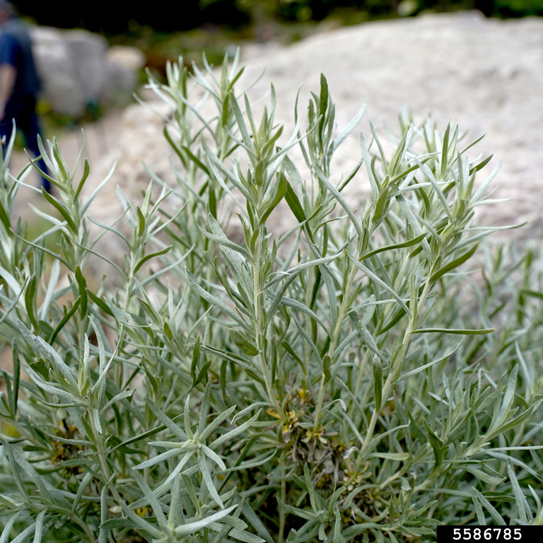 Douglas rabbitbrush (Chrysothamnus viscidiflorus (Hook.) Nutt.)