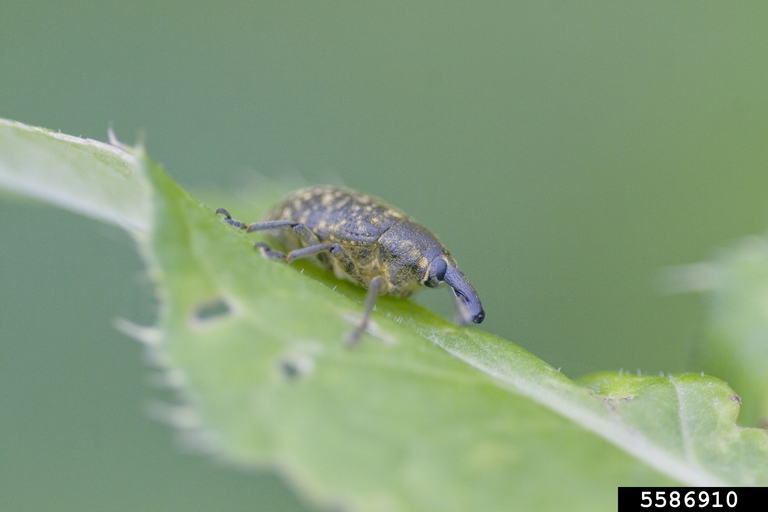 weevil (Larinus turbinatus)