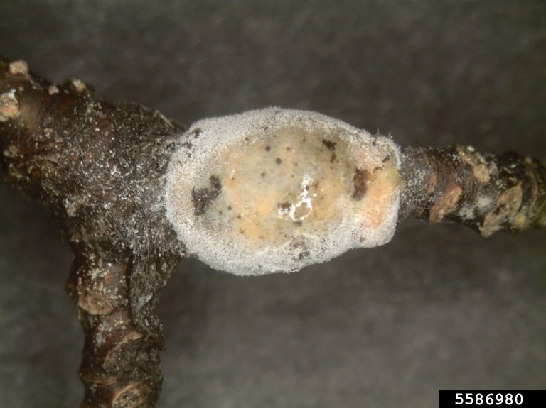 magnolia scale (Neolecanium cornuparvum (Thro))
