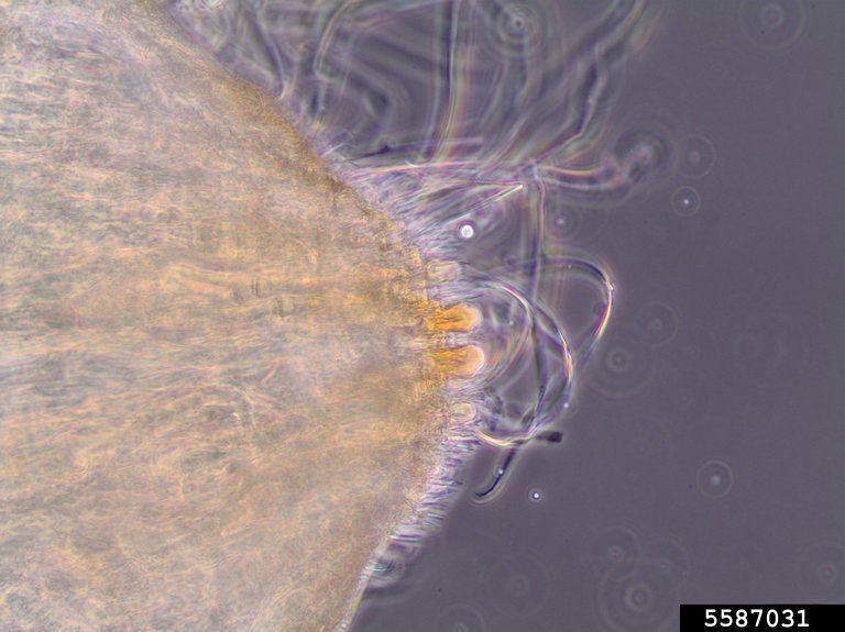 oleander scale (Aspidiotus nerii)