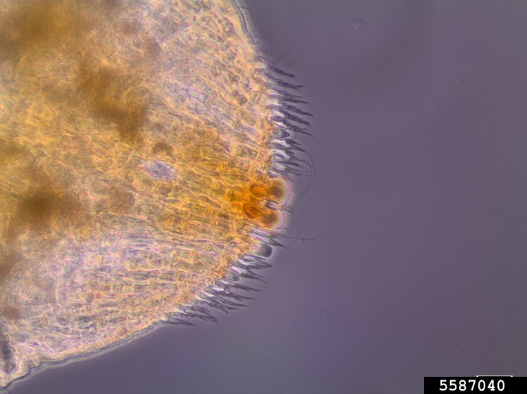 oleander scale (Aspidiotus nerii)
