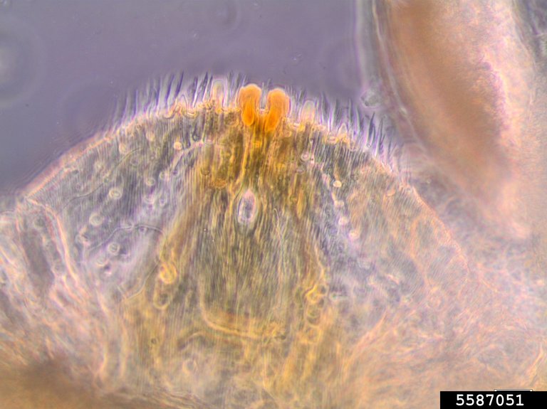 oleander scale (Aspidiotus nerii ) on silver maple (Acer saccharinum ...