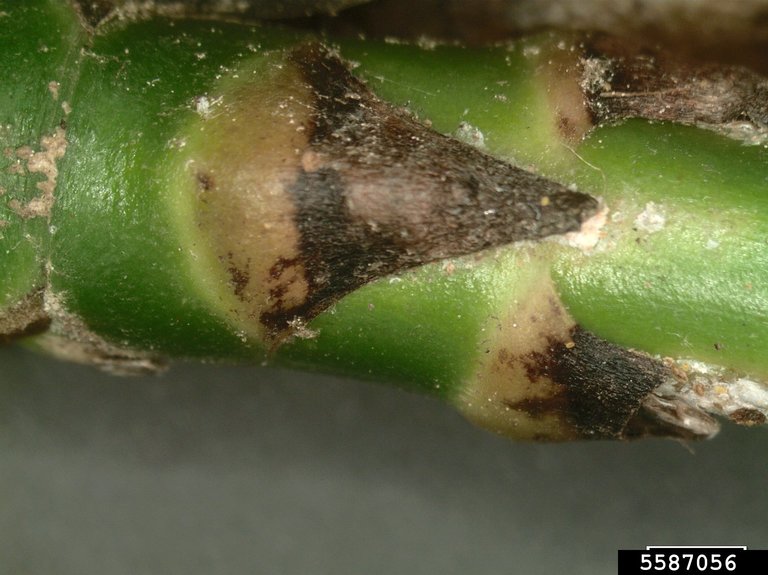 oleander scale (Aspidiotus nerii Bouché)