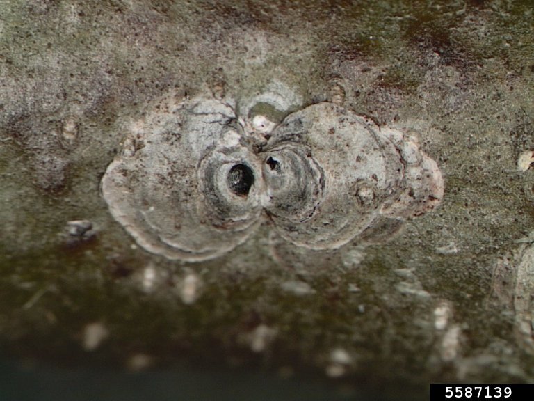 armored scales (Genus Aspidiotus)