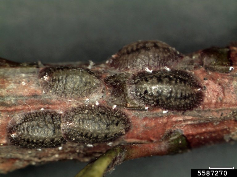 fletcher scale (Parthenolecanium fletcheri)