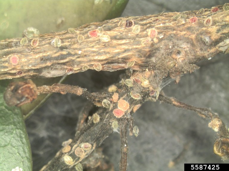 holly pit scale (Asterolecanium puteanum)