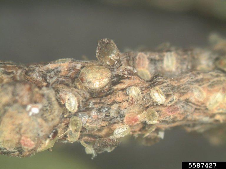 holly pit scale (Asterolecanium puteanum Russell, 1941)