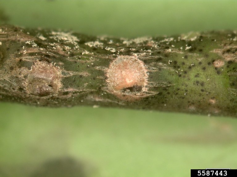 holly pit scale (Asterolecanium puteanum)