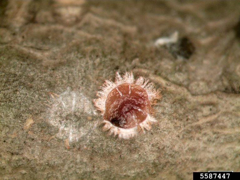 holly pit scale (Asterolecanium puteanum)