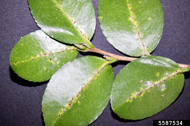 tea scale (Fiorinia theae Green)