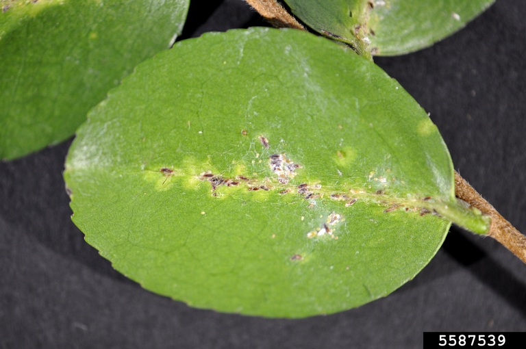 tea scale (Fiorinia theae)