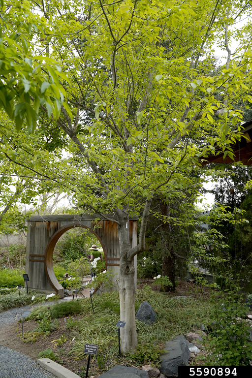 Henry's maple (Acer henryi Pax)